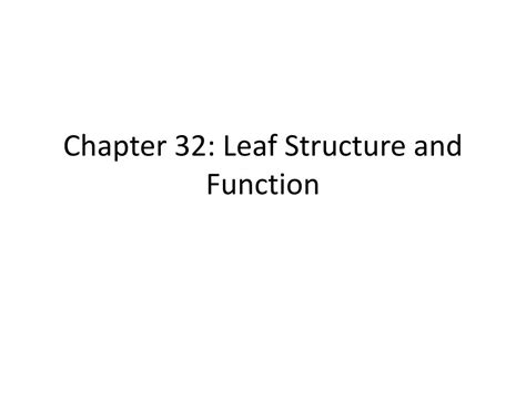 Ppt Chapter 32 Leaf Structure And Function Powerpoint Presentation Free Download Id 1742285