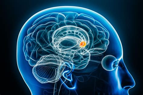 50 Facts About Dopamine