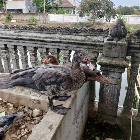 Boreng Kandang Youtube