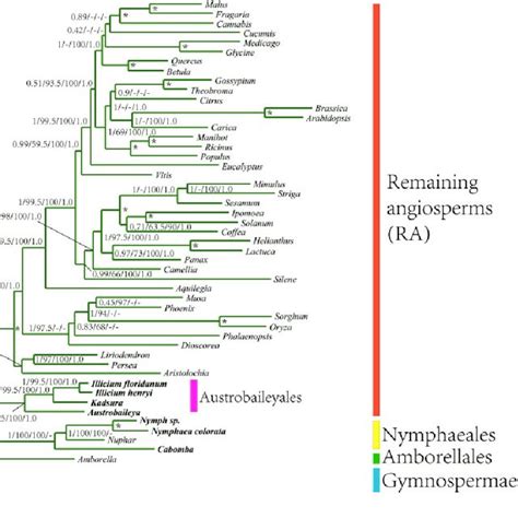 Selected Tree Based On The Astral Ii Analysis Of The Expanded Data Set