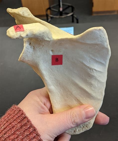 Lab Practical Practice Diagram Quizlet