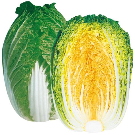 キャベツ タネ F1ジャンボキャベツ 1袋 1ml 種 野菜たね 輸入