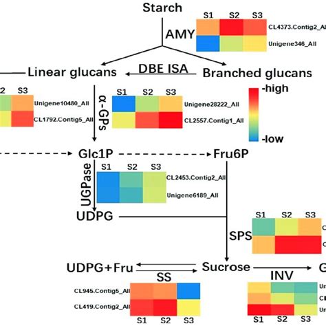 Expression Of Profiles Of Unigenes Associated With Starch And Sucrose