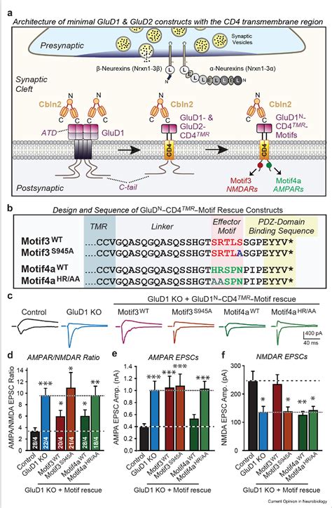 Figure 3 From Cerebellin Neurexin Complexes Instructing Synapse Properties Semantic Scholar