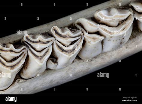 The Herbivores Teeth Dentition Of A Moose In Close Up They Cut Off