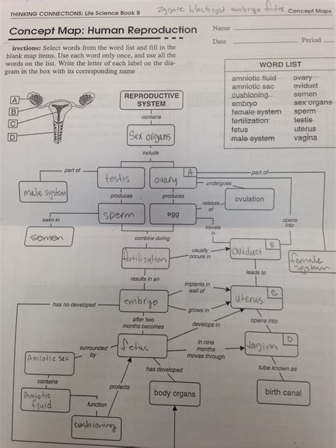 Female Reproductive System Concept Map Map