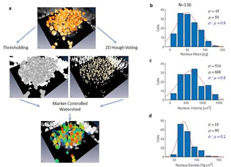 Automated Segmentation Of Cells Inside Spheroids A Instance Download Scientific Diagram