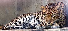 Leopard Wikipedia
