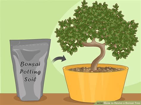 Simple Ways To Revive A Bonsai Tree 13 Steps With Pictures