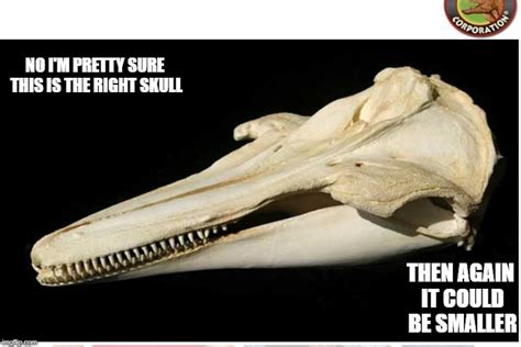 Idiot Skull Imgflip