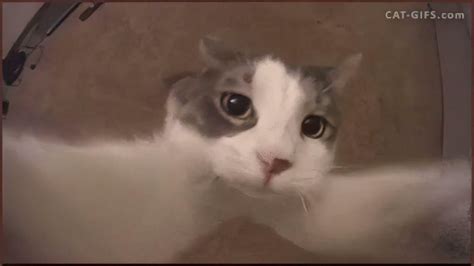 Pin De ชี ก้อง En มีมแมว Gatos Imagenes De Gatos Gatito