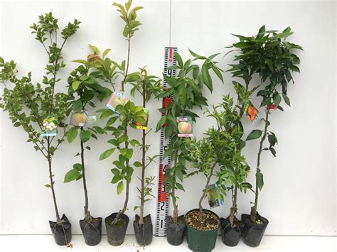 梅、梨、リンゴ、桃、柑橘類などの本日の発送苗 ぐりーんべりぃのブログ