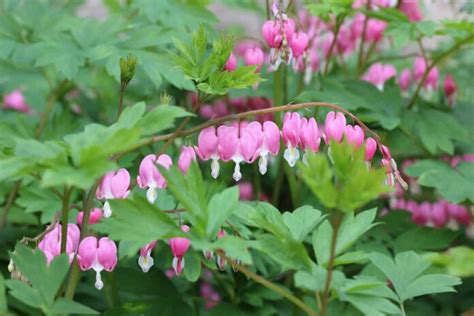 How To Grow And Care For Bleeding Heart Plant A Beginners Guide