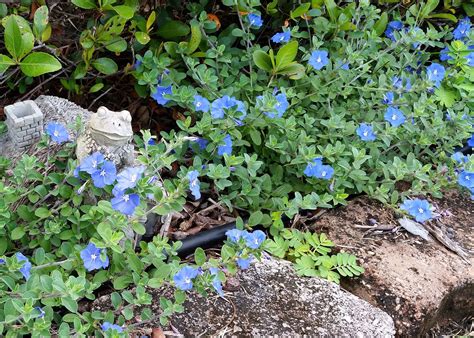 Invasive Ground Cover Blue Flowers At Lisa Mccoy Blog