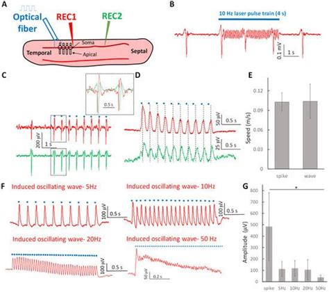 Post Subthreshold Oscillating Waves In Neural Tissue Dominique M Durand Posted On The Topic Post Subthreshold Oscillating Waves In Neural Tissue Dominique M Durand Posted On The Topic