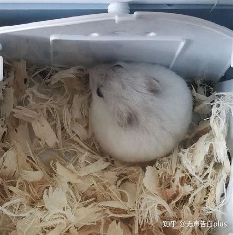 如何选购仓鼠笼子 知乎