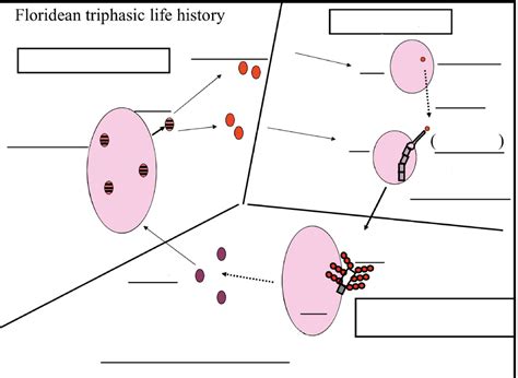 Floridean Triphasic Life History Labeling Diagram Quizlet