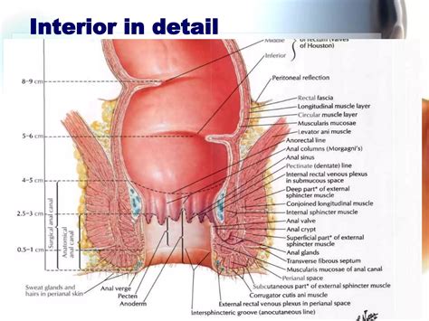 Ano Rectal Anatomy Pptx Obscenity And Profanity Sensitive Topics