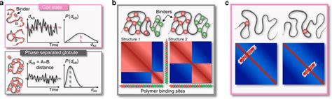 Polymer Phase Separation Explains Chromatin Structure Variability Download Scientific Diagram