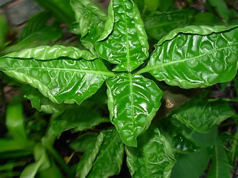 Por qué se arrugan las hojas de las plantas de interior