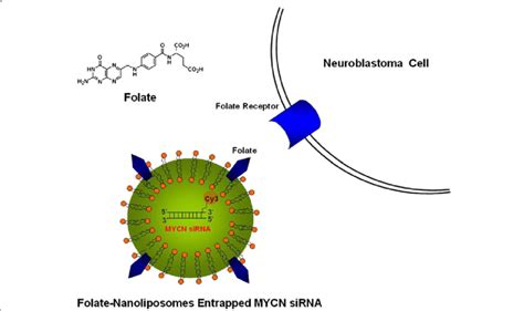 A Diagram Of Target Delivery Of Mycn Sirna By Folate Nanoliposomes