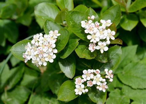 Blüte der Aroniabeere besten Tipps für schöne Blüten