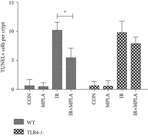 Tunel Analysis Of Intestinal Apoptosis Induced By Ir Exposure 7 Gy