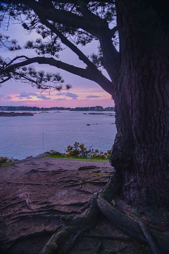 아 흐 브 흐 Coucher 드 솔 레 브르타뉴어 0명에 대한 스톡 사진 및 기타 이미지 0명 나무 바다 Istock