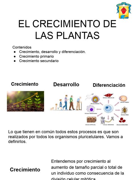 El Crecimiento Primario Y Secundario Pdf Tallo De La Planta Raíz