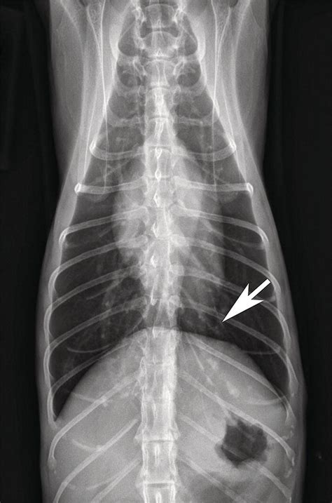 19 Feline Thorax Veterian Key