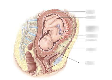 Biol 1407 Fetus In Womb Diagram Diagram Quizlet