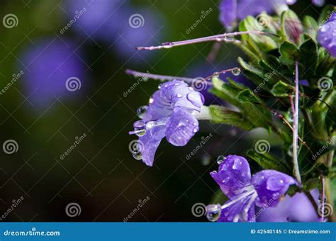 Raindrops On Flower Stock Image Image Of Rain Water 42540145