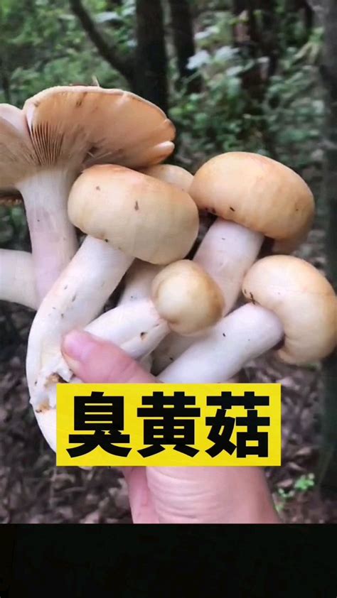 很多人吃这种毒蘑菇——臭黄菇，俗称油辣菇 度小视