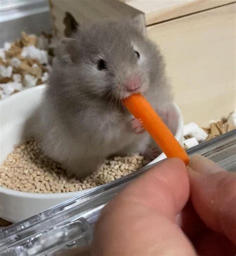 So Tiny😍🐹 Rhamsters