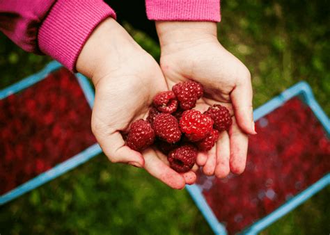 21 Best Tasting Raspberry Varieties 🍇 😋 Discover Flavorful Picks