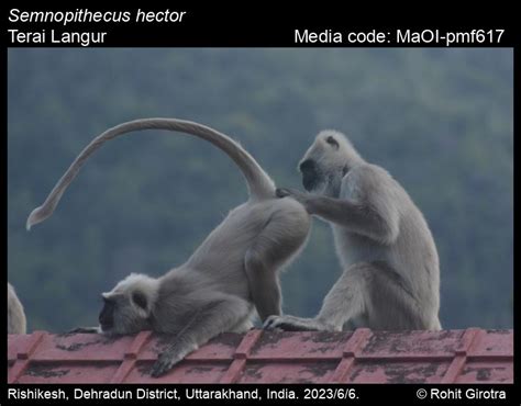 Semnopithecus Hector Pocock 1928 Terai Langur Mammals