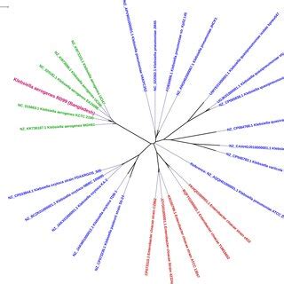 Core Genome SNP Based Maximum Likelihood Phylogenetic Tree Illustrating