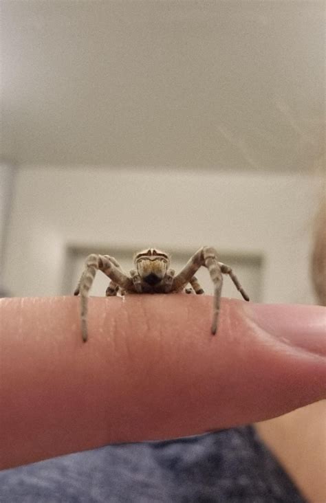 Hmmmmmm Rspiderbro