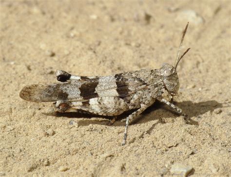 Fotoblog Fauna E Flora Della Toscana Oedipoda Caerulescens