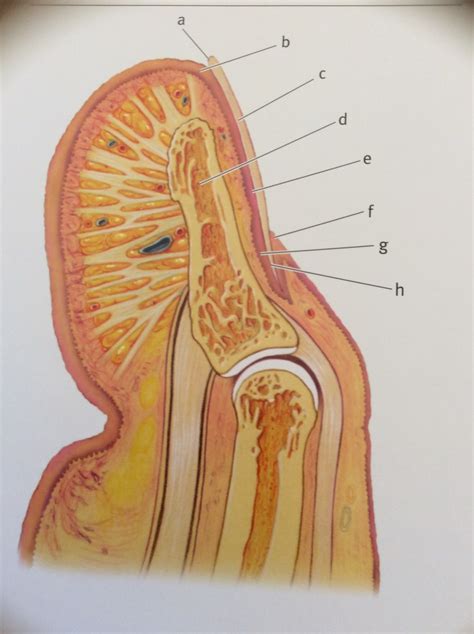 Fingernail Diagram Quizlet
