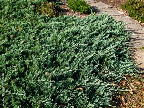 Juniperus Horizontalis Creeping Juniper