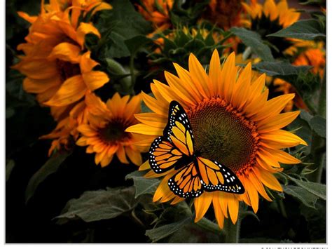 Sunflower And Butterfly Wallpapers Top Free Sunflower And Butterfly