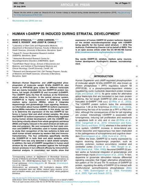 Pdf Human T Darpp Is Induced During Striatal Development
