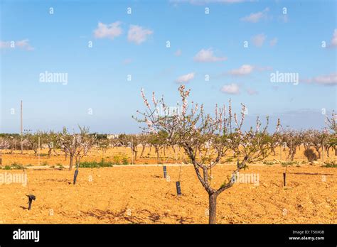 Blooming Almond Trees With Pink And White Flowers In A Spanish Orchard