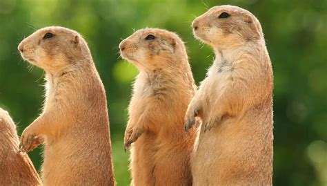 How Many Gophers Live Together Gopher Social Structure Gopher Nuts