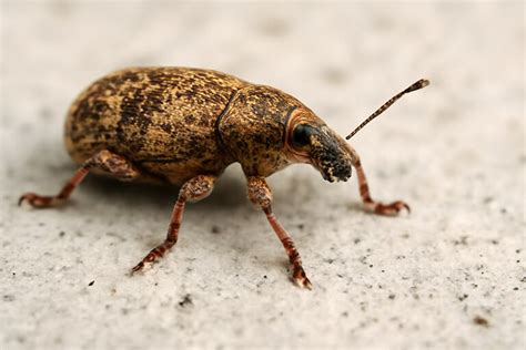 Top 20 Household Brown Bugs Identify And Control Solutions Wowcatch2025