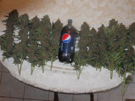 Grand Daddy Purple Unknown Or Legendary Cannabis Strain Gallery