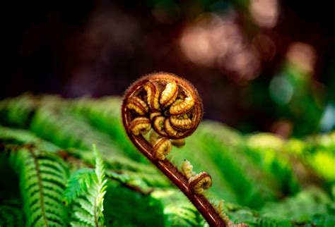 Pepeha Connecting With Identity And Land