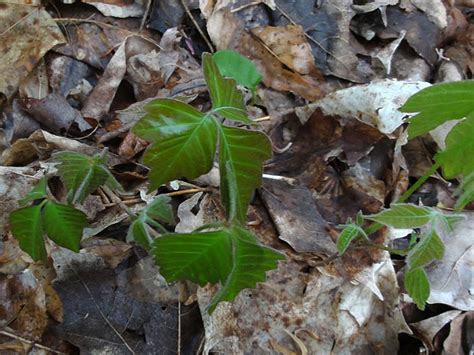 Poison Ivy Vs Box Elder Comparison Back Garden Gardening Blog