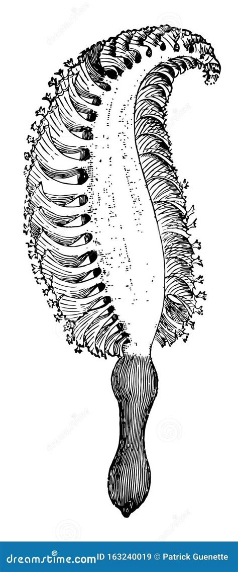 Pennatula Stock Illustrations 3 Pennatula Stock Illustrations Vectors And Clipart Dreamstime